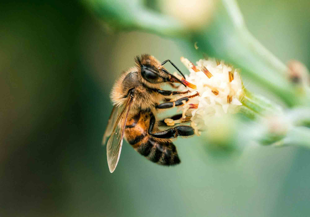 Socks that Save Bees – Talking Toes SG